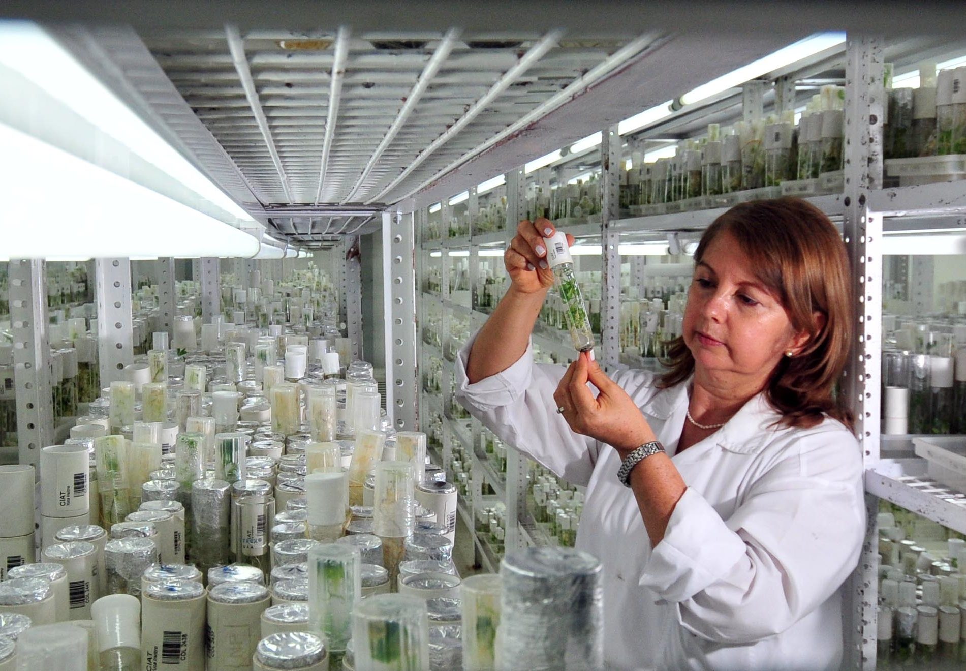 Biogenetics: Reducing the Mystery and Multiplying the Benefits of Tea ...