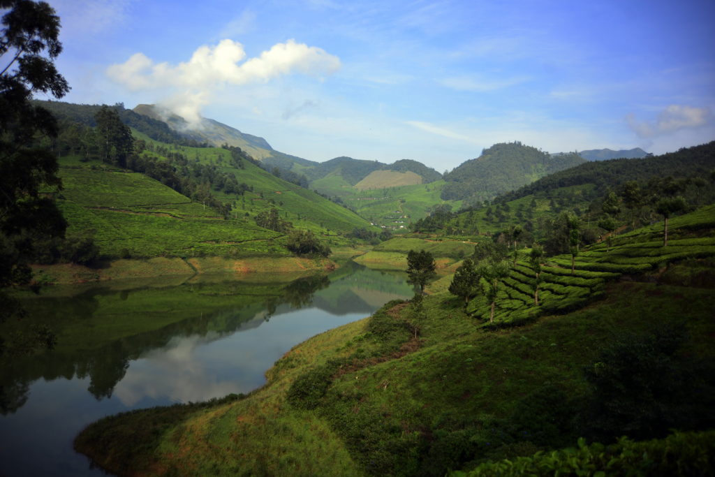Origin India Tamil Nadu And Kerala Tea Journey origin-india-tamil-nadu-and-kerala-tea-journey