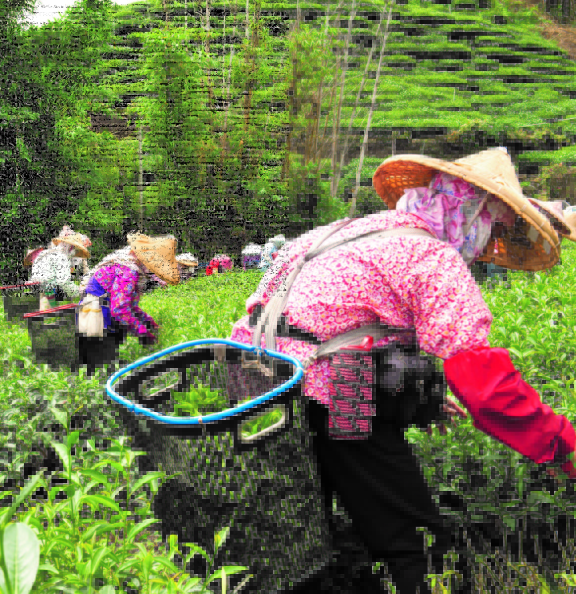 Why Tea Leaves are Plucked in the Morning - Tea Journey