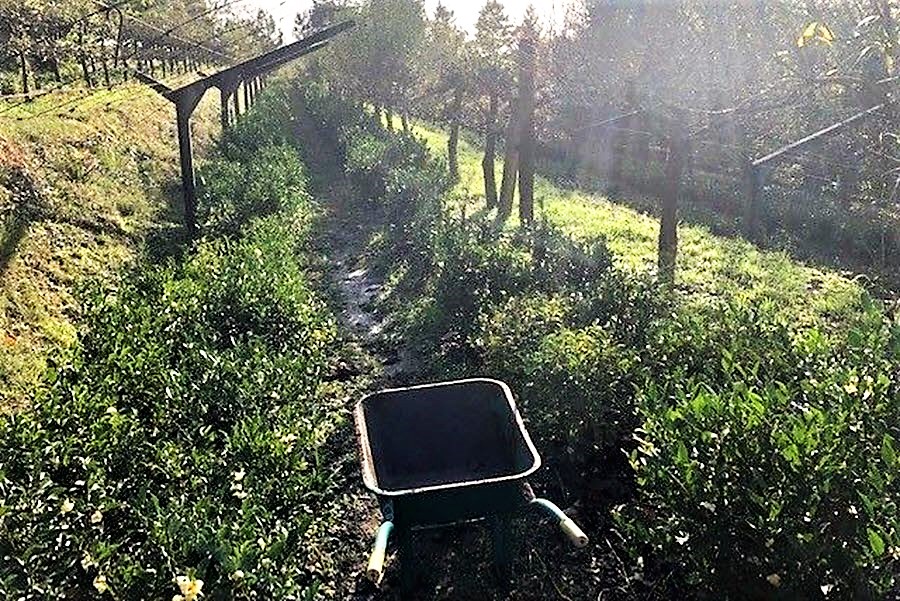 Cultivating Tea in Coastal Portugal - Tea Journey