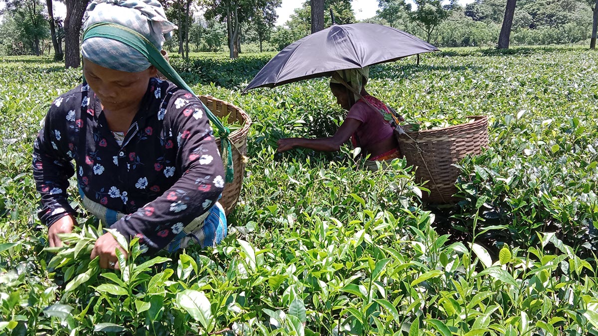 India Tea Price Watch - August 14, 2021 - Tea Journey