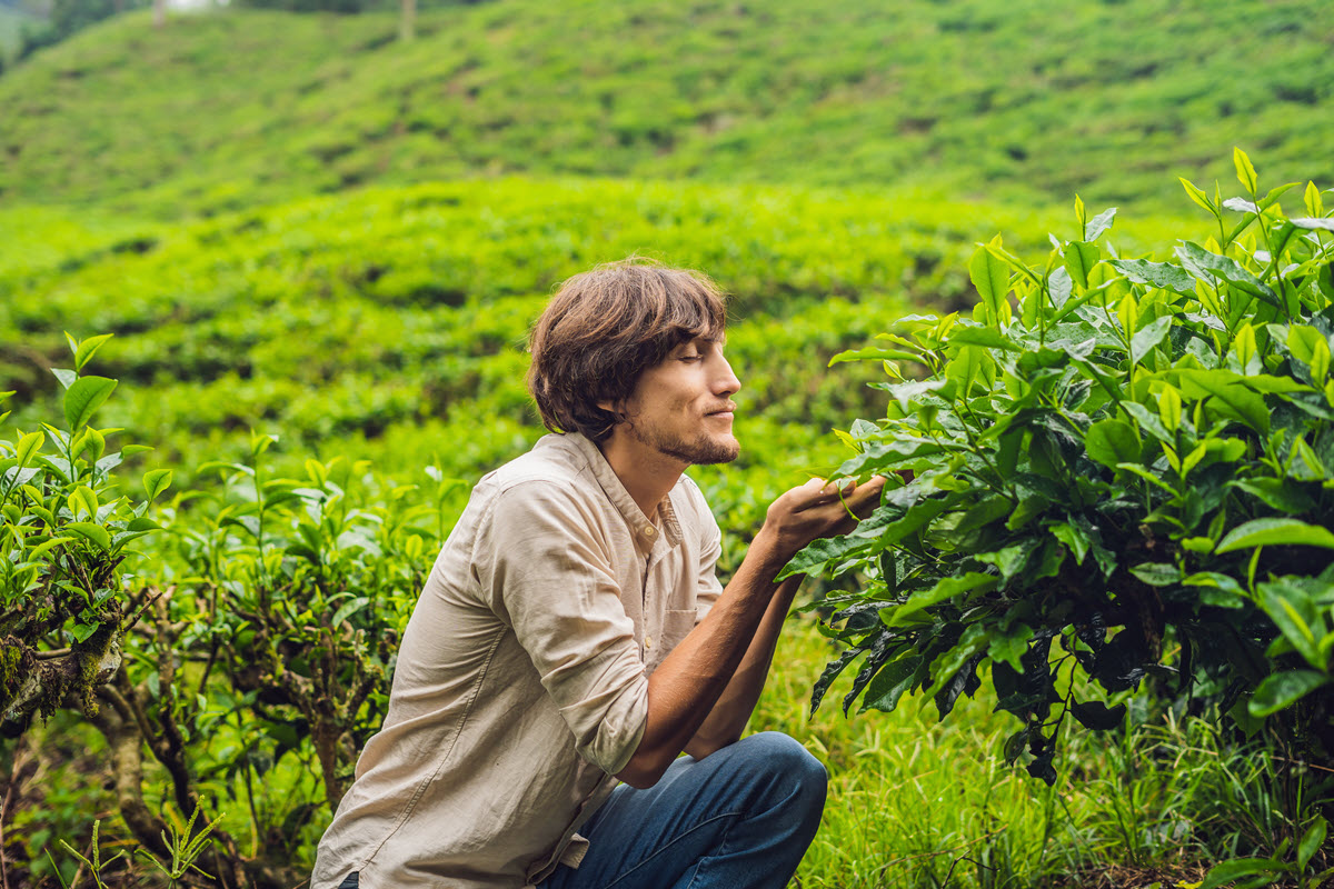 Authentic and Sustainable Tea Tourism - Tea Journey