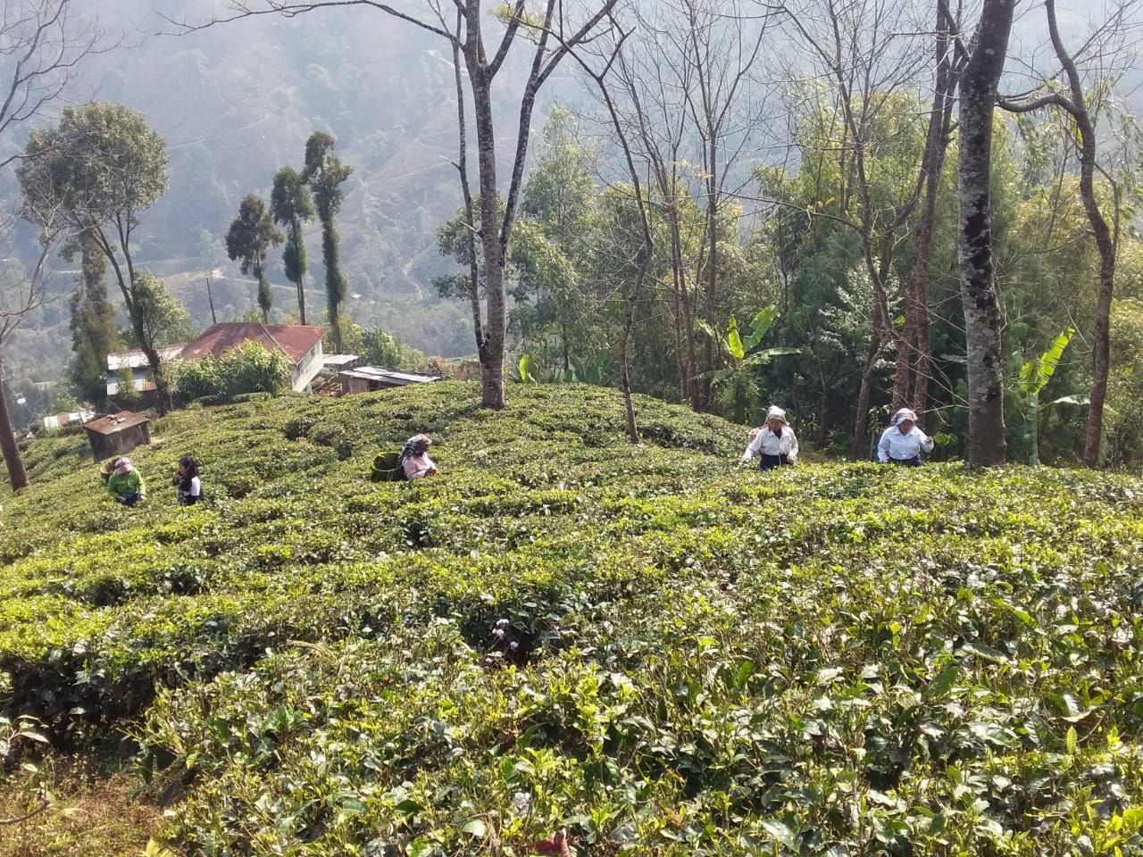 India Tea Price Watch - February 19th, 2022 - Tea Journey