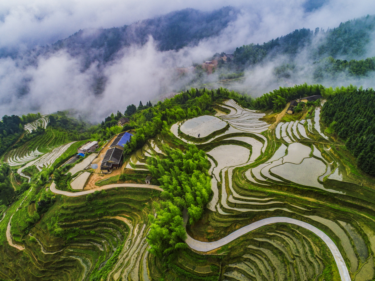 China's Gou Gu Nao "Dog's Head" Mountain Tea - Tea Journey
