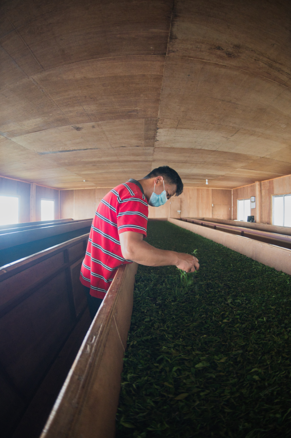 Tea Processing at Innovative Jasbire Tea Factory - Tea Journey