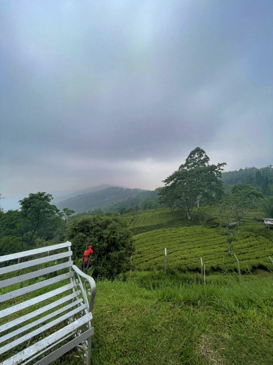 Mai Tea Estate Breathes Life Into Nepal Community - Tea Journey