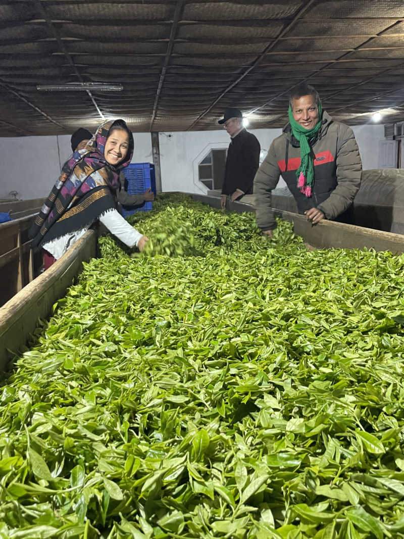 Mai Tea Estate Breathes Life Into Nepal Community - Tea Journey