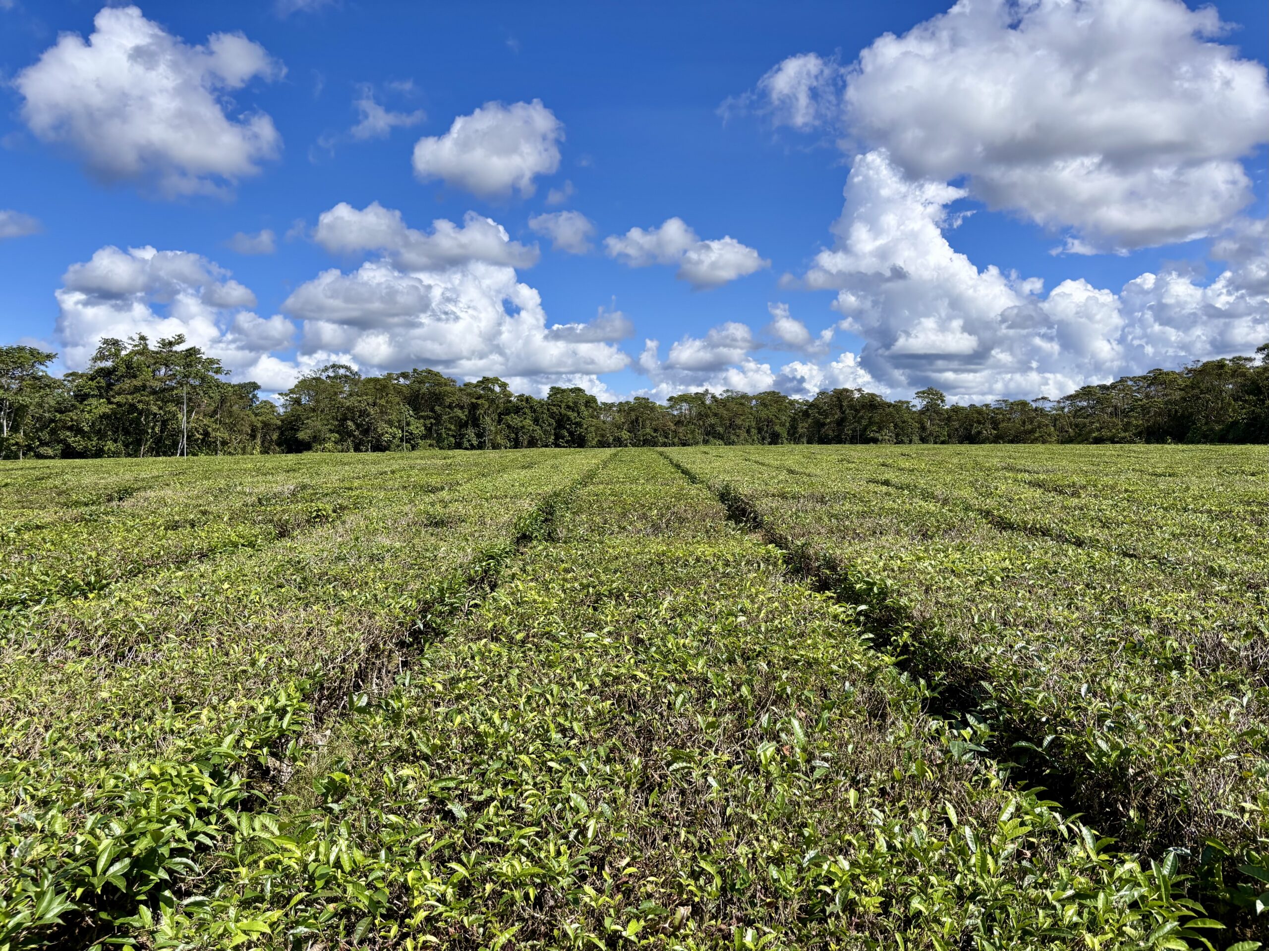 Tea in Ecuador: From Amazon Rainforest to the World