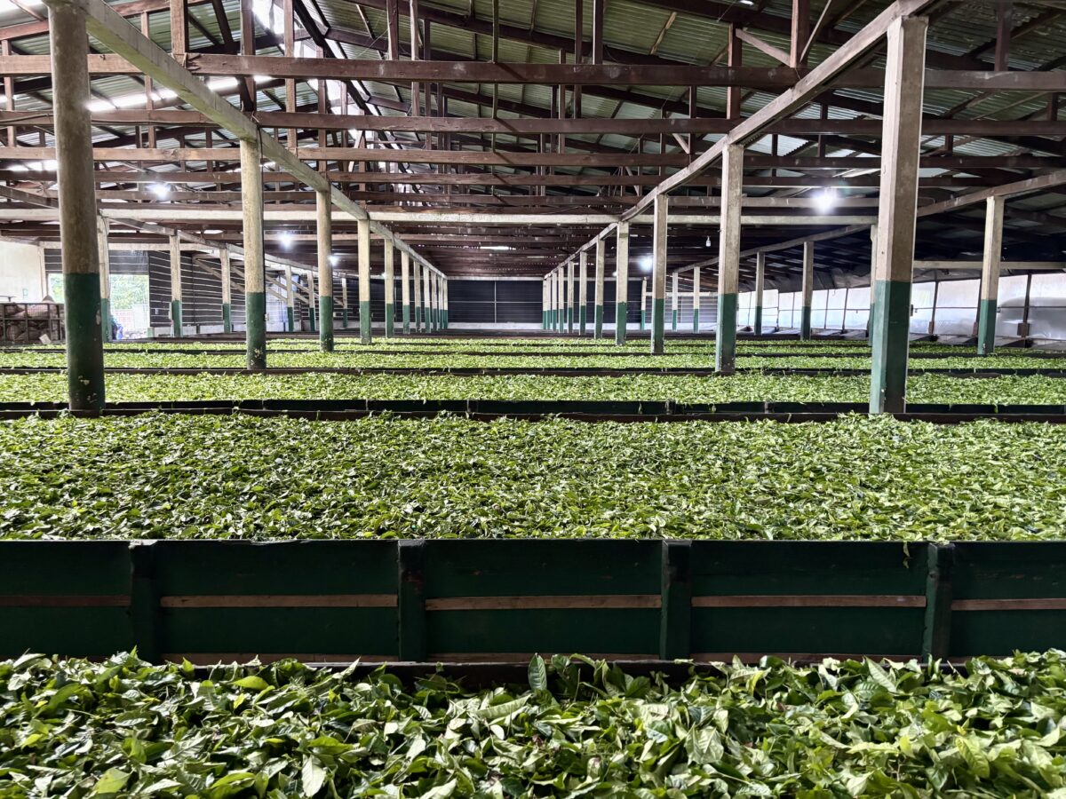 Tea in Ecuador: From Amazon Rainforest to the World